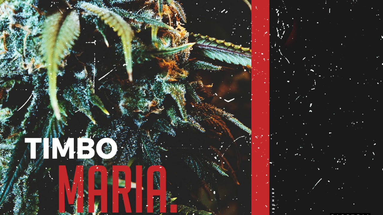 Timbo STP - Maria (Audio) - YouTube