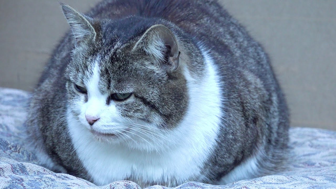 Very fat cat is lazy - YouTube