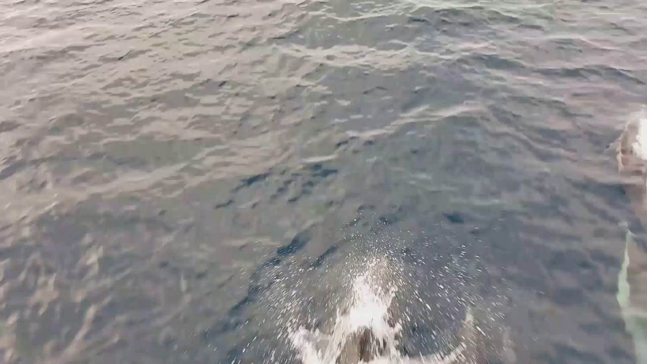Dolphins Bow-riding - YouTube