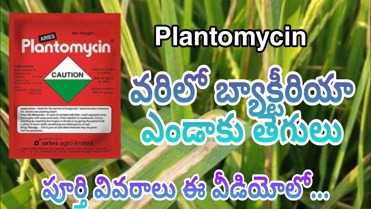 Plantomycin full details in telugu | Plantomycin using full details ...