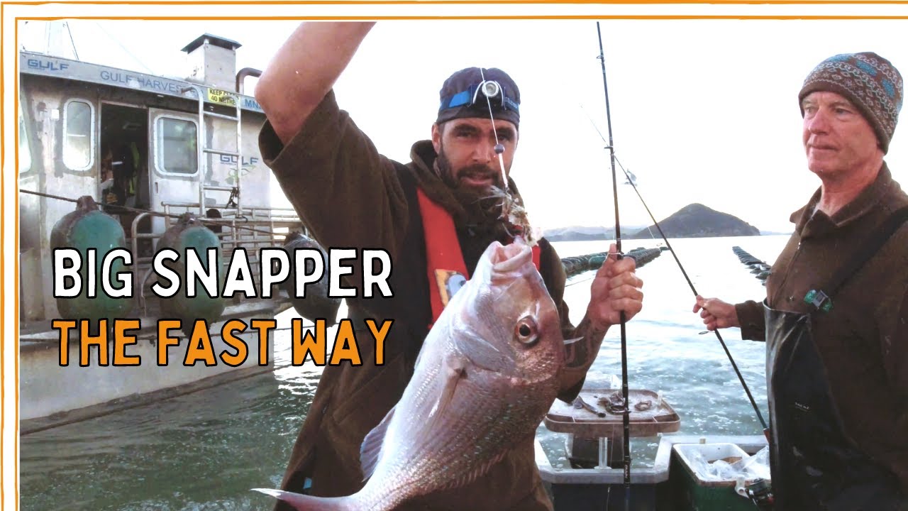 Coromandel Snapper Farm | Fishing with Ron by the Barges - YouTube