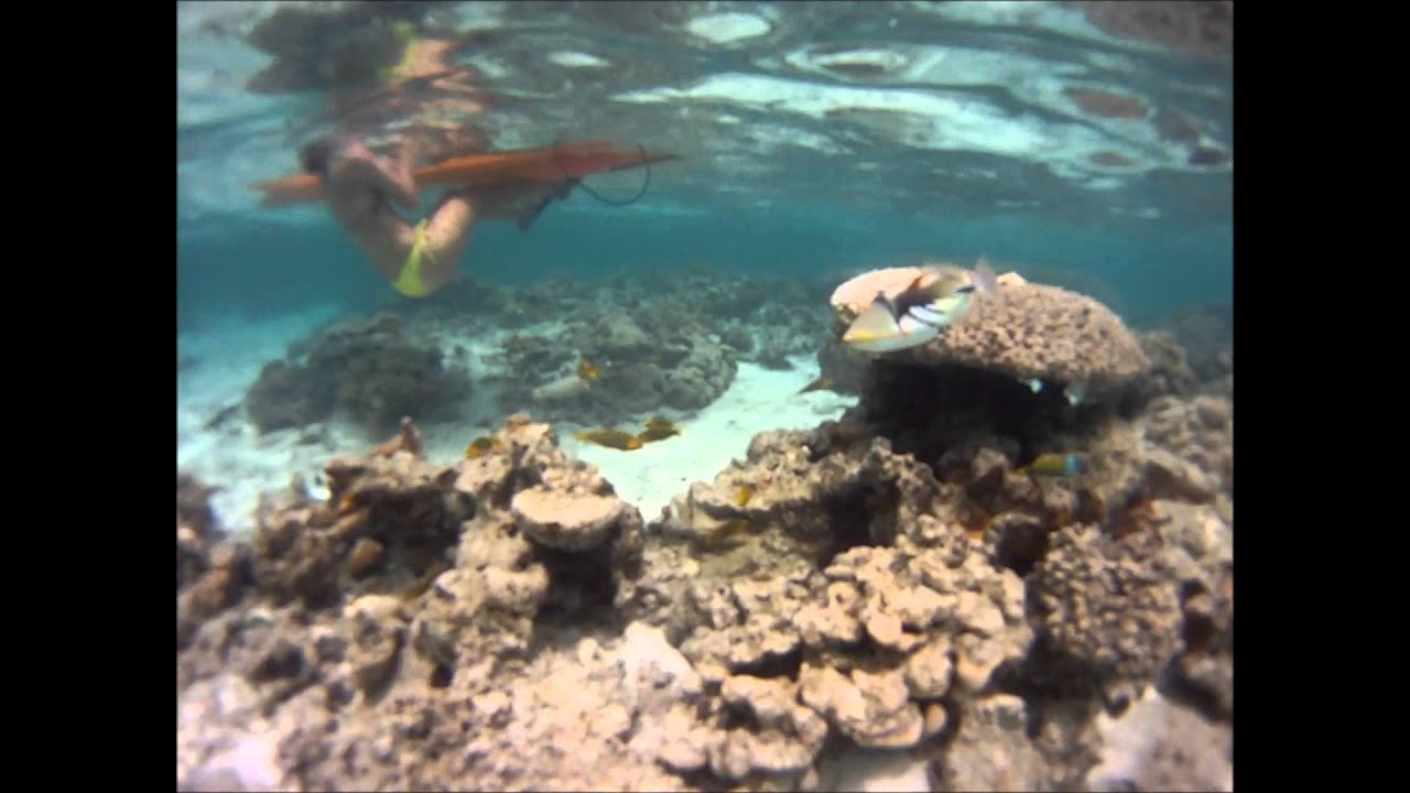 Rarotonga Snorkeling - YouTube