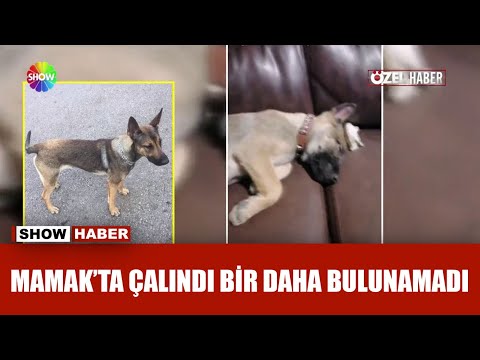 Elektrik arızası uzmanı Lena kayıp!