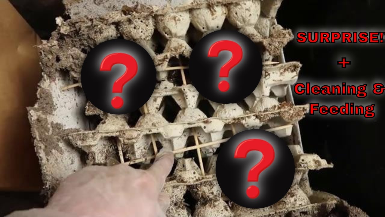 Finally Opening My "Roach Motel" and Seeing whats going on Inside ...