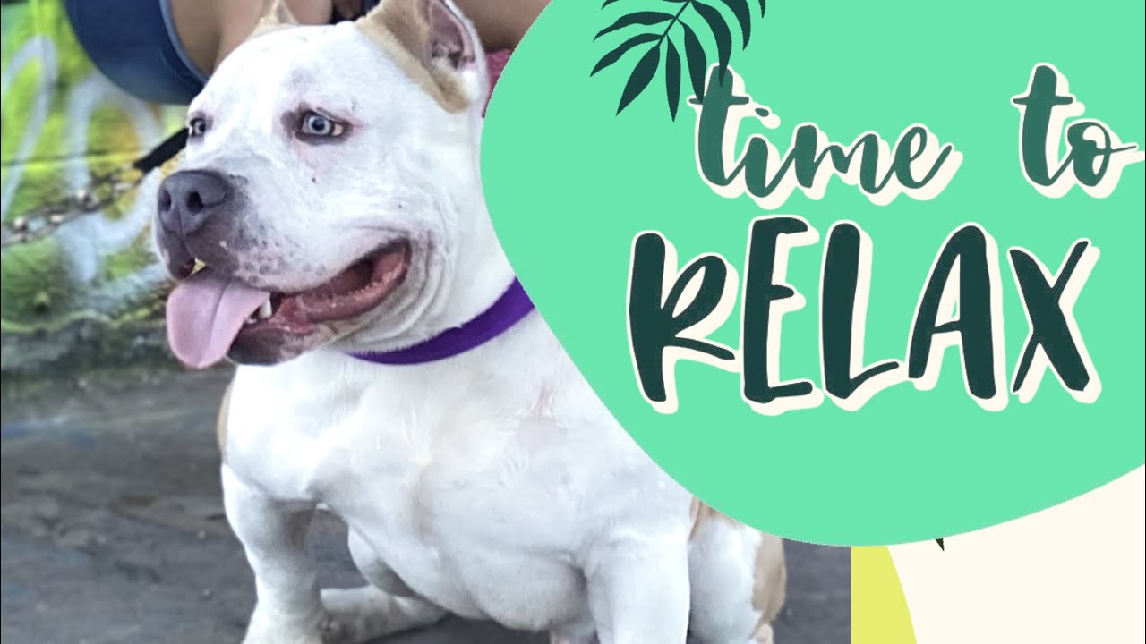 Blue American Bully(Miagi)(bolo)(louievblood)(pocket)(micro ...