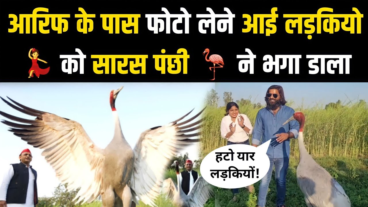 Arif aur Saras: आरिफ के पास फोटो लेने आई लड़कियो 💃 को सारस पंछी 🦩 ने ...