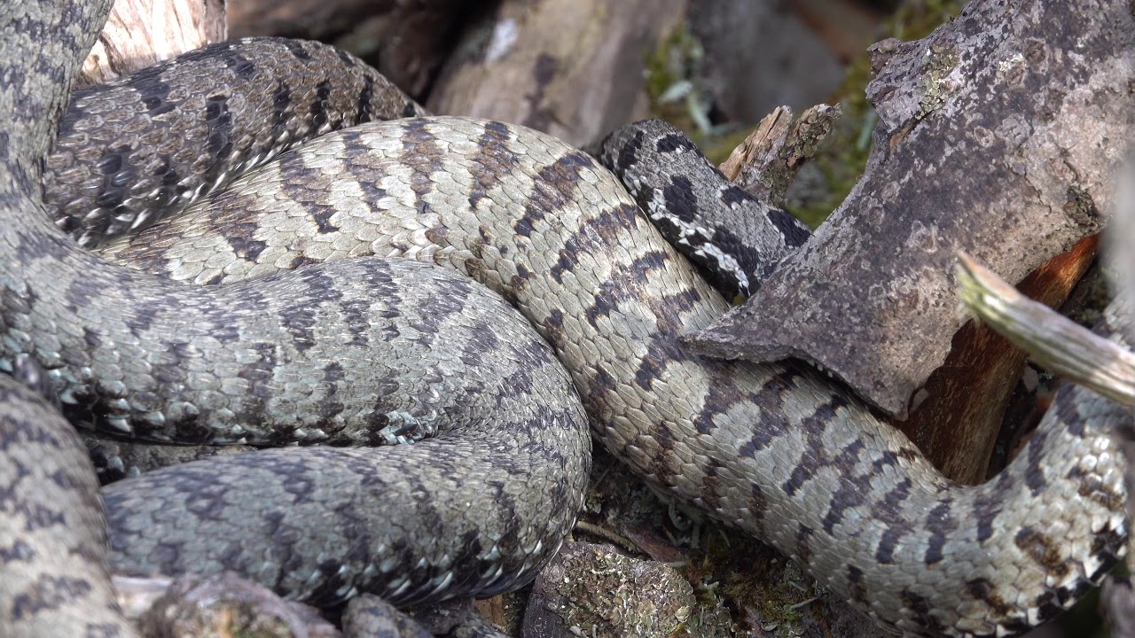 Common european viper, mating. Kreuzotter, Paarungsknäuel - YouTube