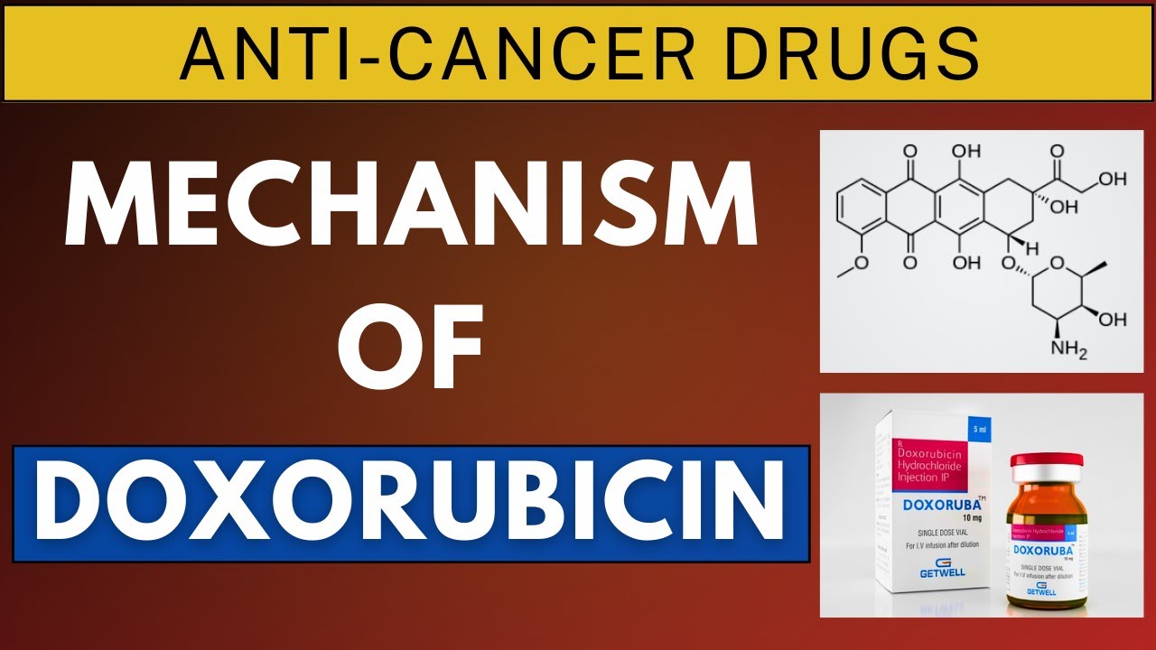 Mechanism of Doxorubicin & Daunorubicin - YouTube