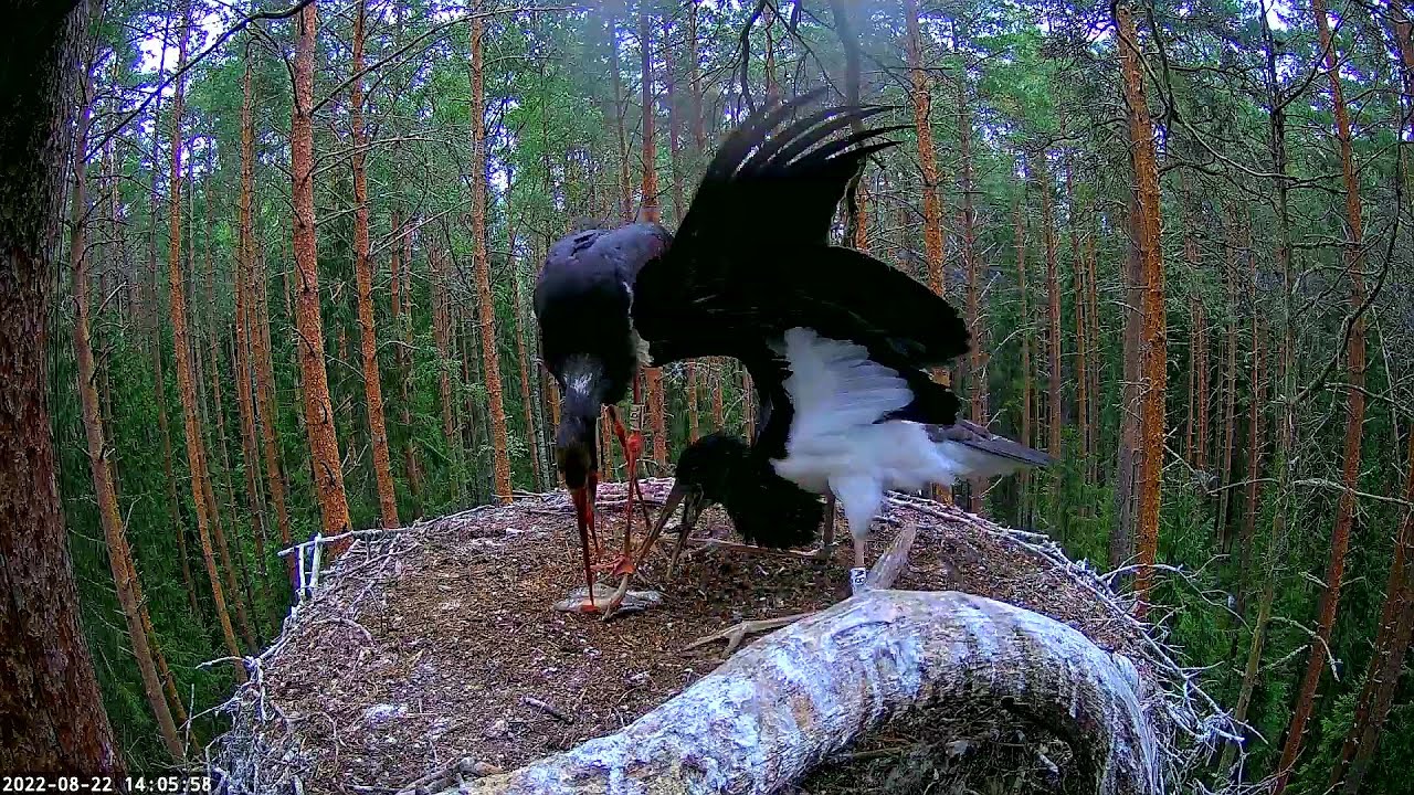 Must-toonekurg::Ciconia nigra 22.8. (14.05 ) Karl feeding - YouTube