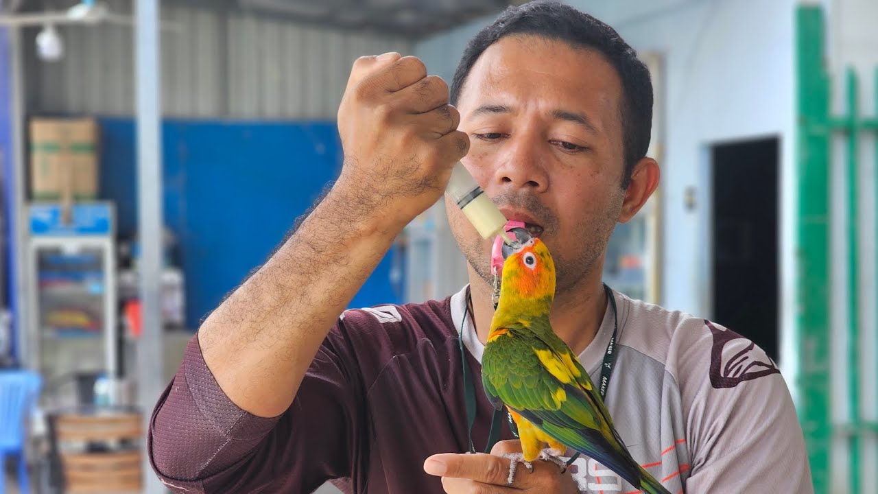 training free fly parrot sun conure - YouTube