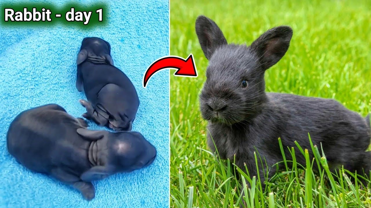 Cutest baby rabbits grow up [ 1 to 19 days ] - YouTube