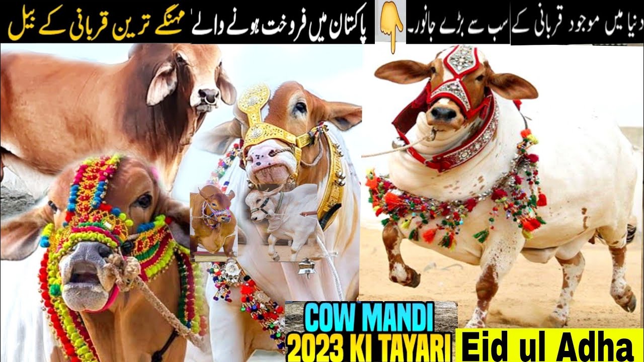 Eid ul Adha Biggest Qurbani Janwar 2023 | Cow Mandi & Prices in ...