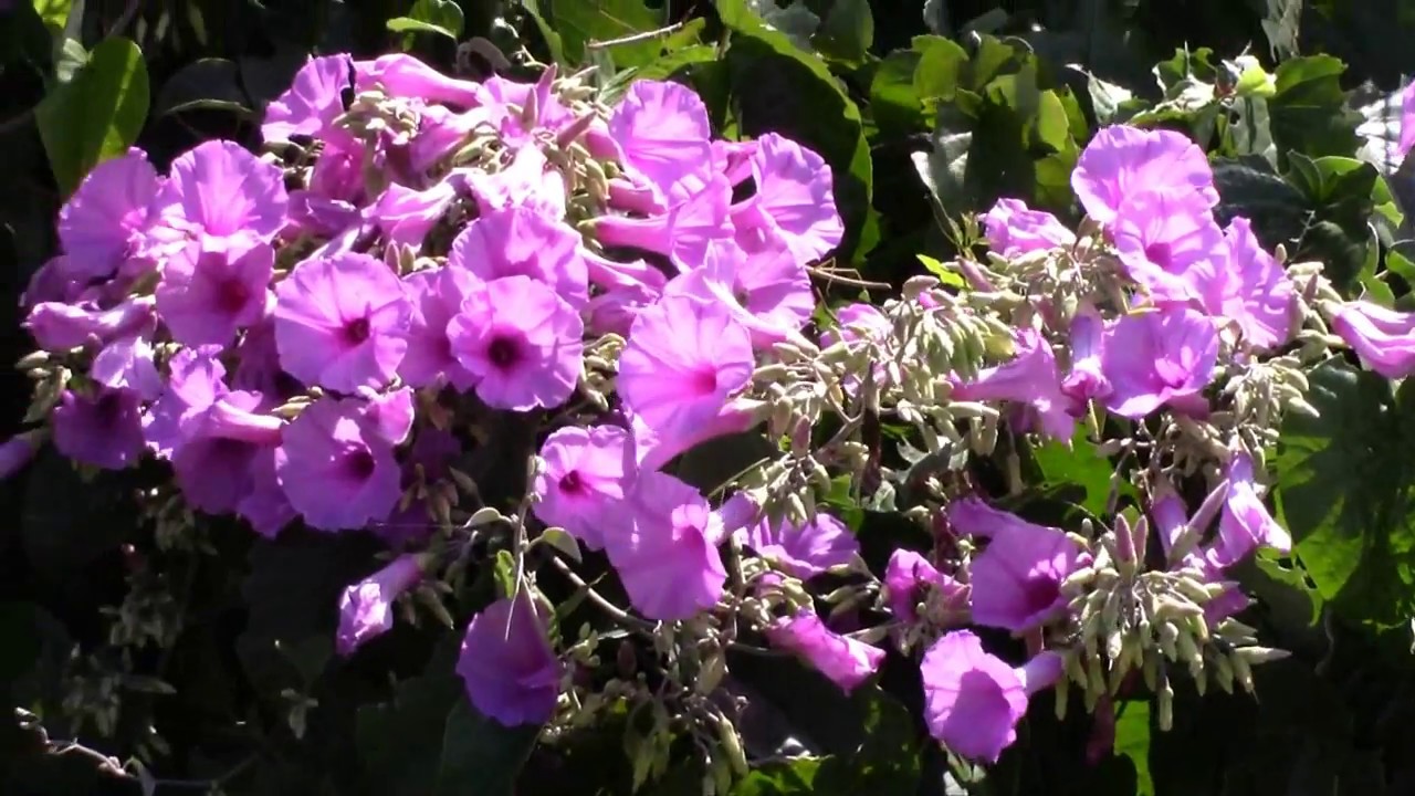 Flores da Salsa do Sertão - YouTube