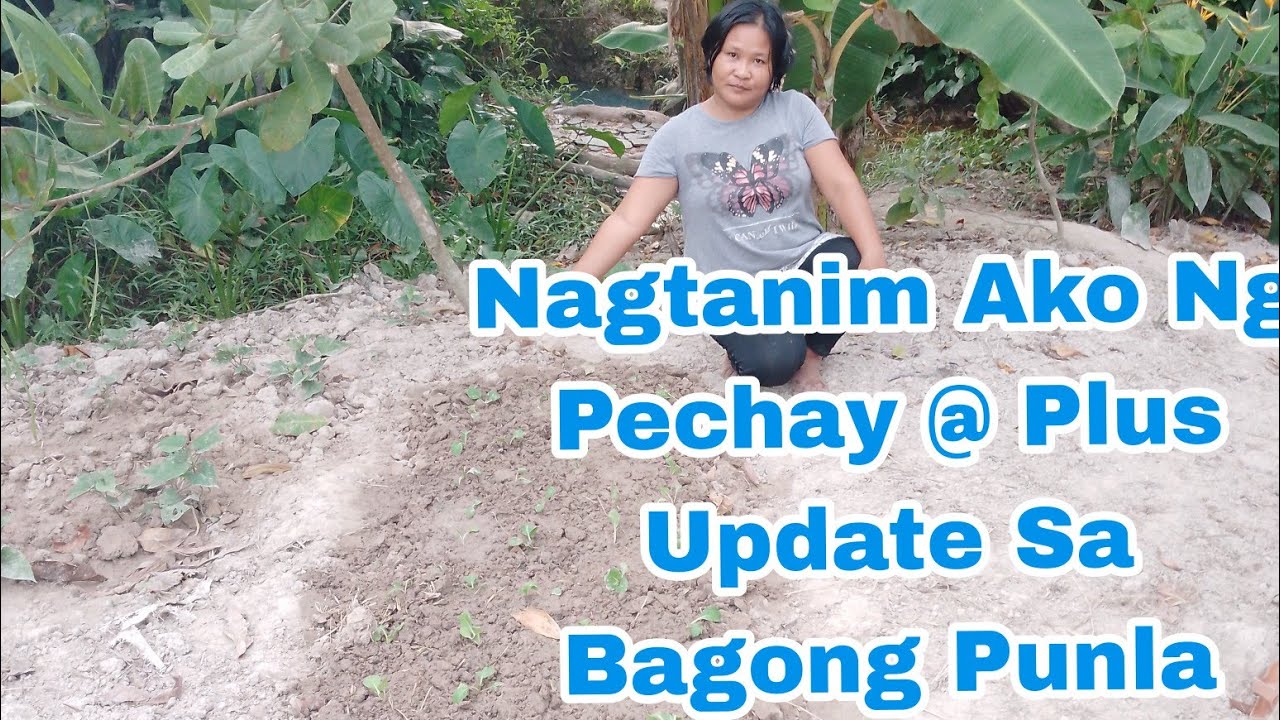 Naggawa Ako Ng Pagtataniman Ng Pechay at Nagtanim Ng Pechay @Plus ...