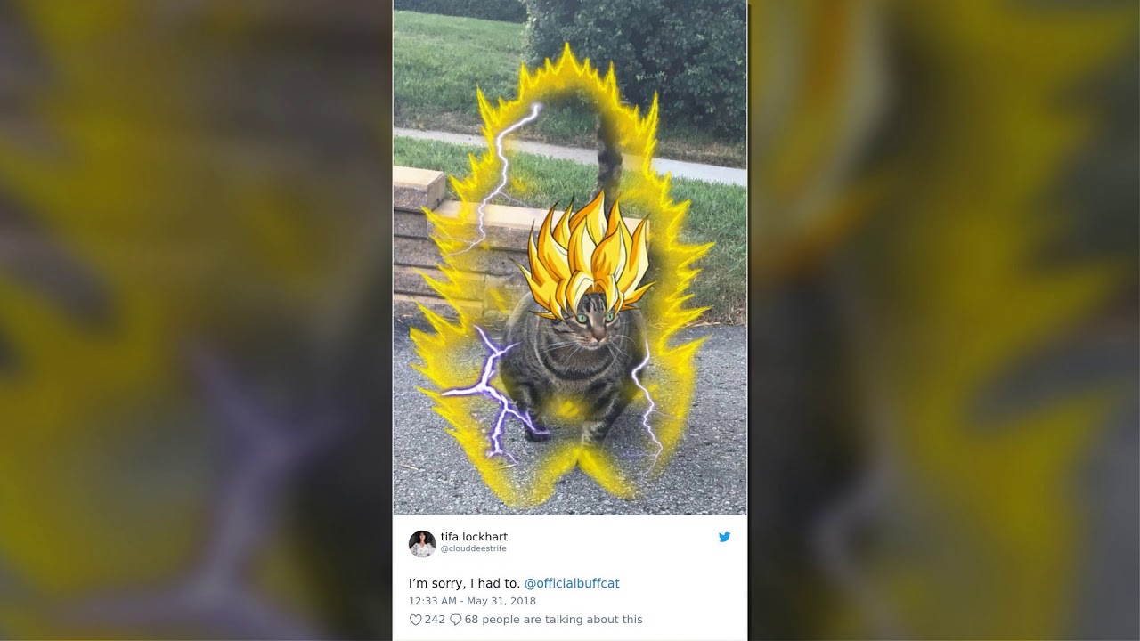 Insanely Muscular Cat Conquers The Internet And The Memes Are Hilarious ...