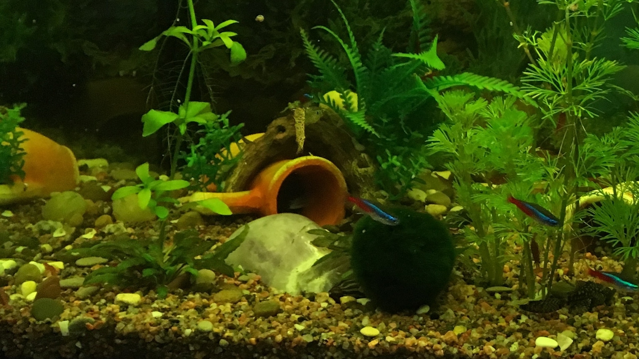 Aquavil aquarium live stream HD - YouTube