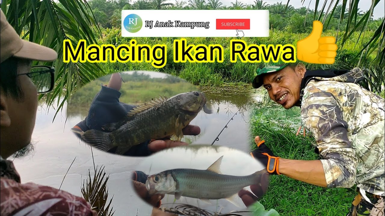 Mancing Ikan Rawa Mantab‼️IKAN BETOK PANJANG UKURAN IKAN BANDENG - YouTube