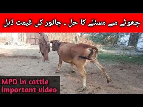mpd in cattle in pakistan | upward fixation of patella in cattle ...