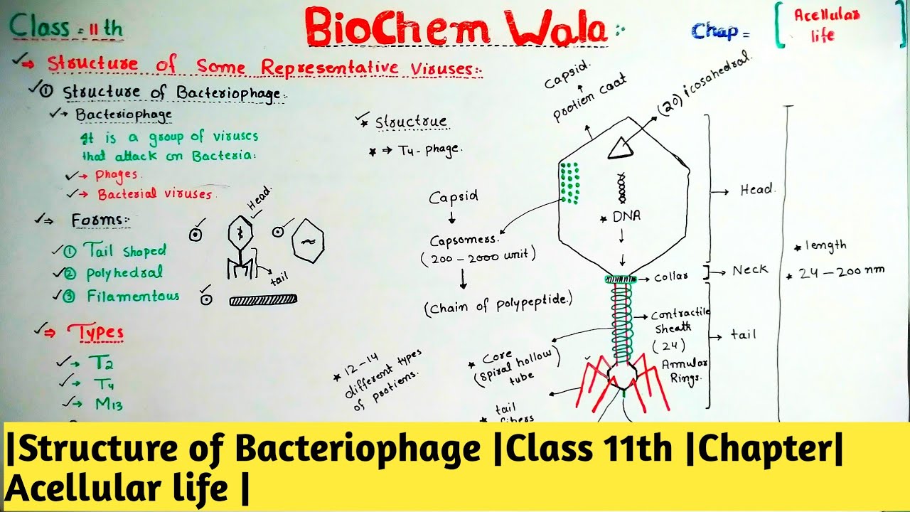 |Structure of Bacteriophage |Class 11th |Chapter| Acellular life ...