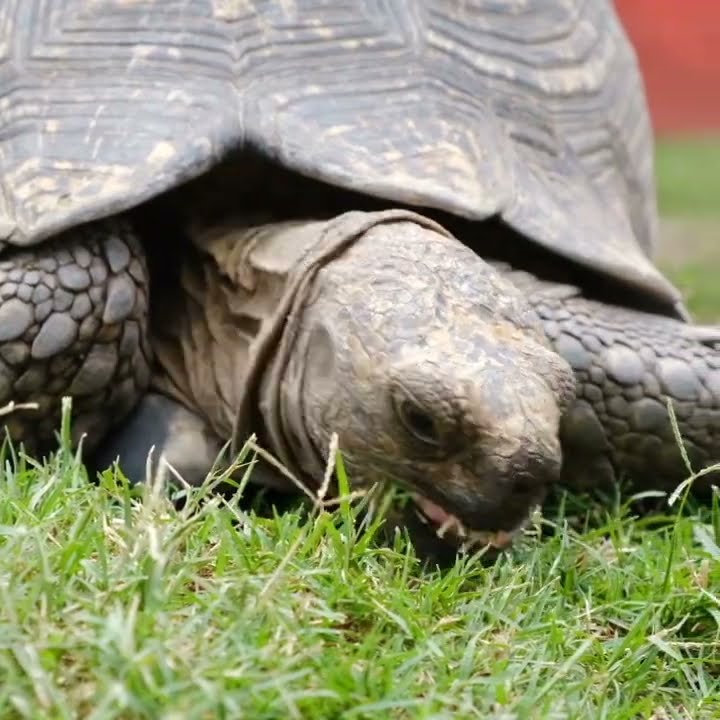 TURTLE SOUND | Turtle Sound Effect | Funny Turtle Sound - YouTube