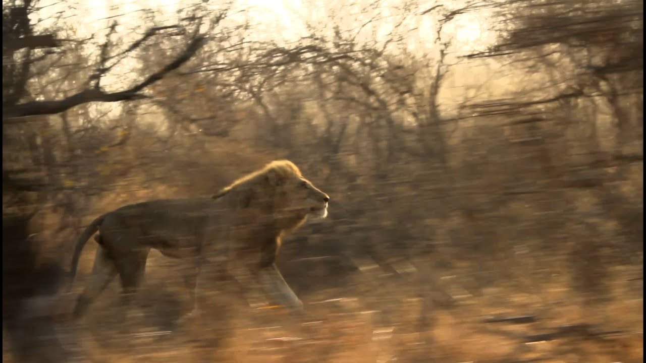 Lion war at Africa on Foot and nThambo Tree Camp - YouTube