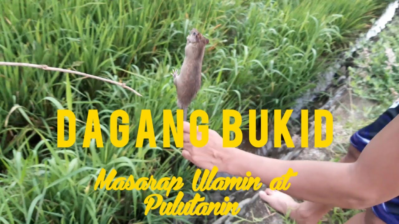 DAGANG BUKID|PWEDENG ULAMIN AT PULUTANIN|YUMMY FOOD THIS RAINY SEASON ...