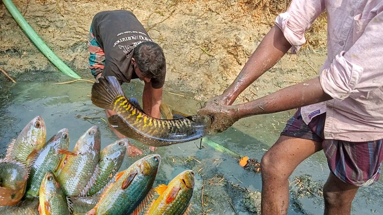 Amazing Traditional Fishing Technique|Fishing Video - YouTube