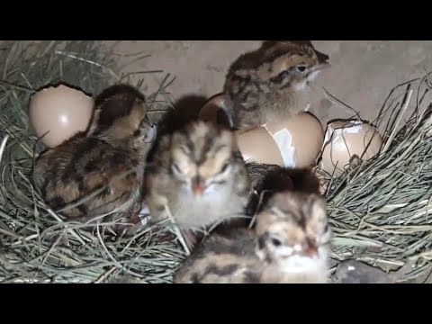 Dakhni Teetar Newly Hatched Chicks || Grey Francolin baby - YouTube