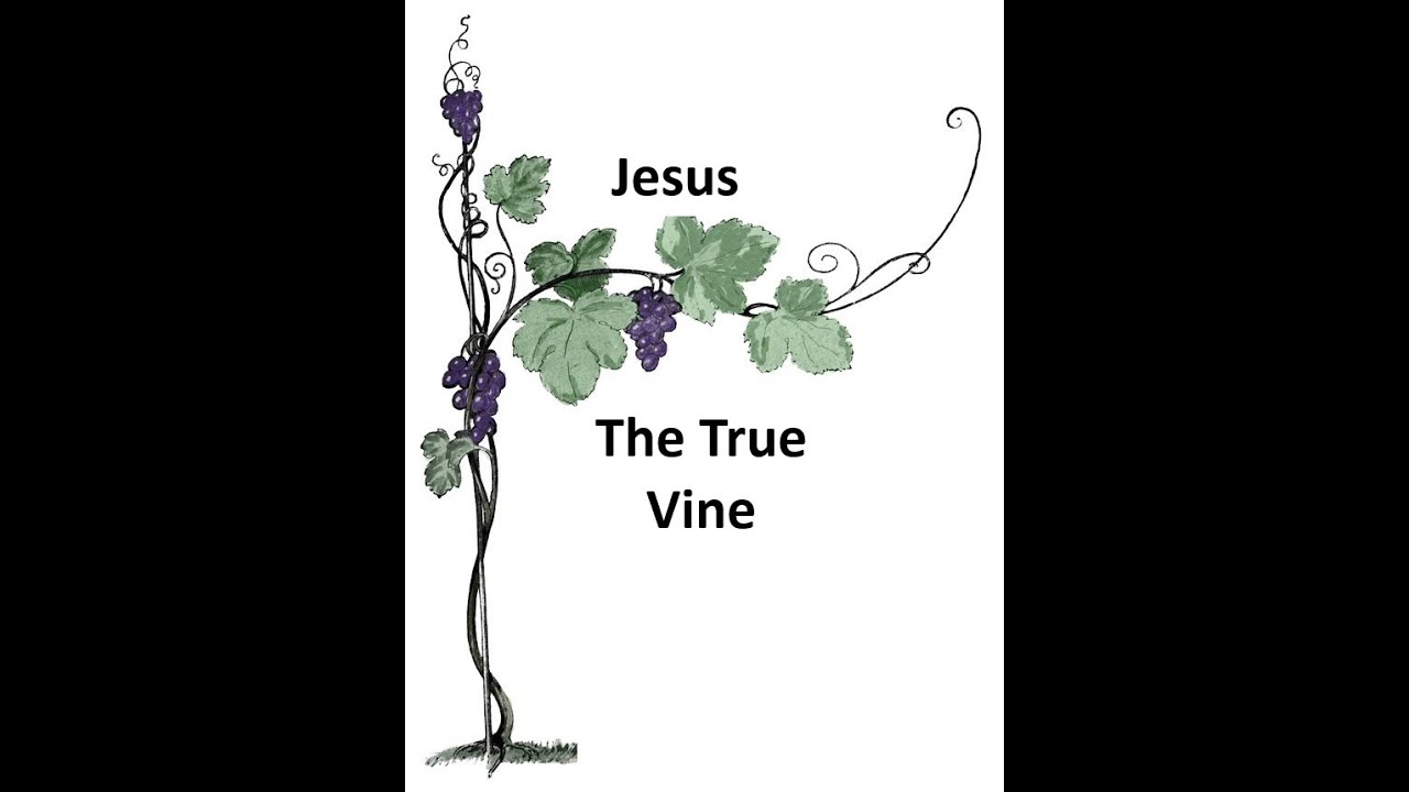 Jesus the True Vine - YouTube