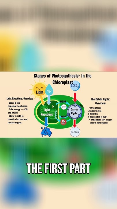 Unlocking the Secrets of Photosynthesis: A Simple Guide! - YouTube