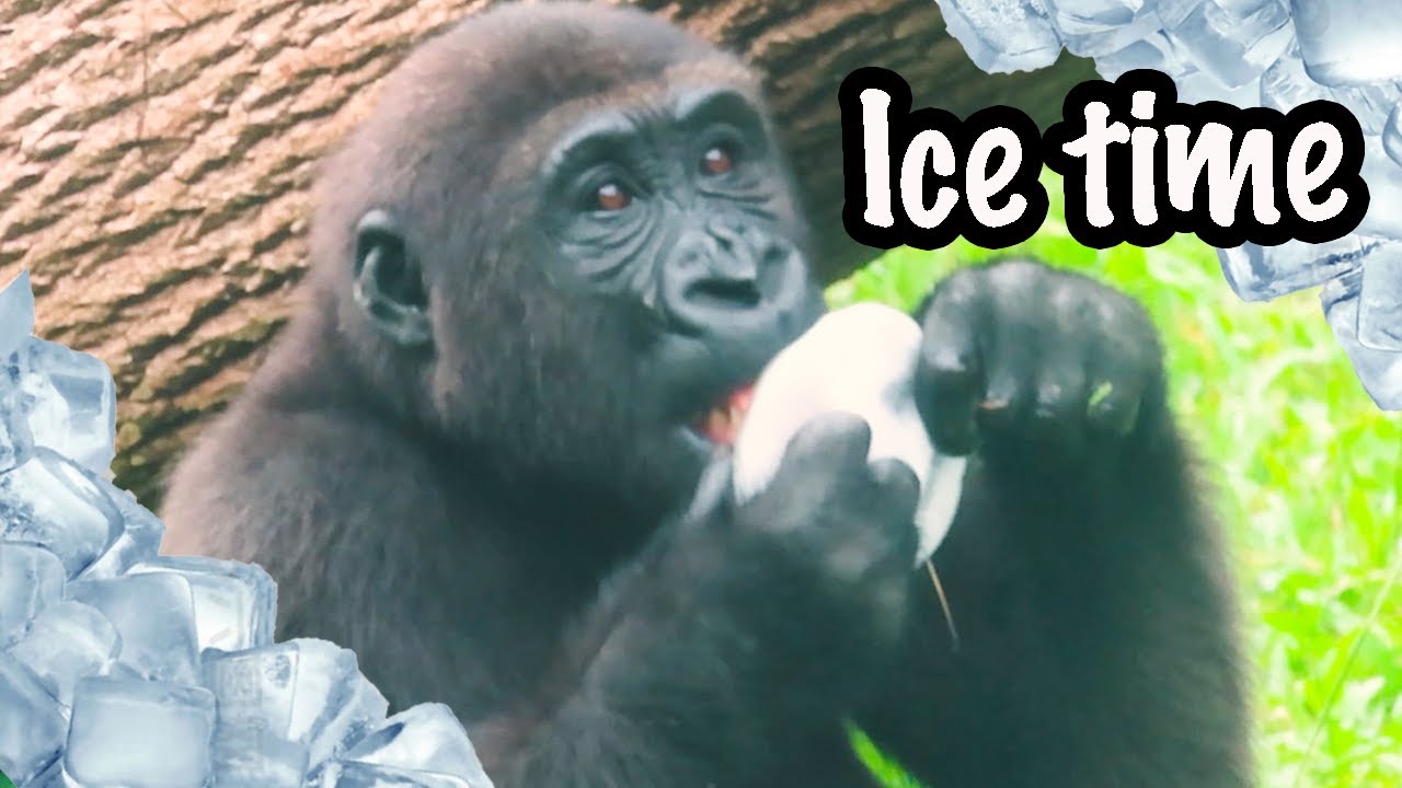 小金剛Ringo與Jabali都想要大冰塊Ringo and Jabali both want the big ice cube#金剛猩猩 ...