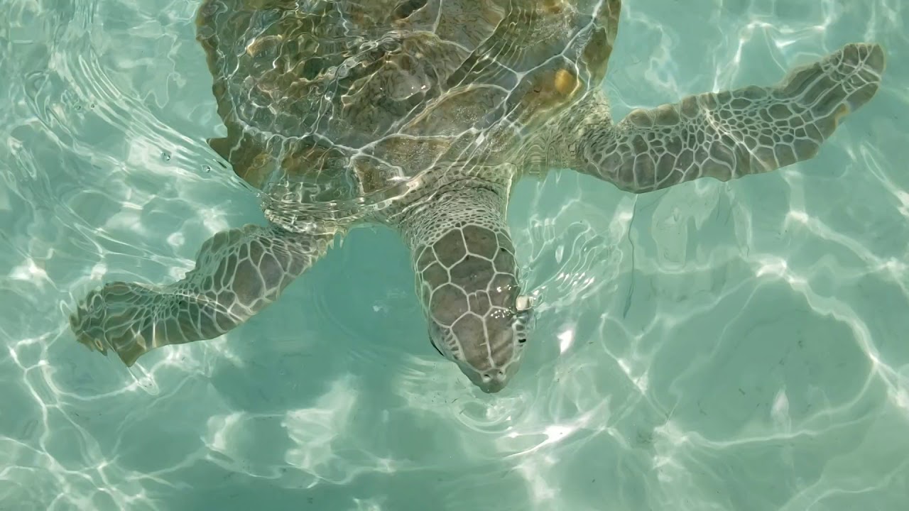 Swimming with Turtles, Exuma - YouTube