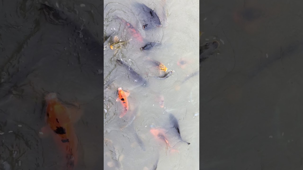 Fish feeding @ coorg - YouTube