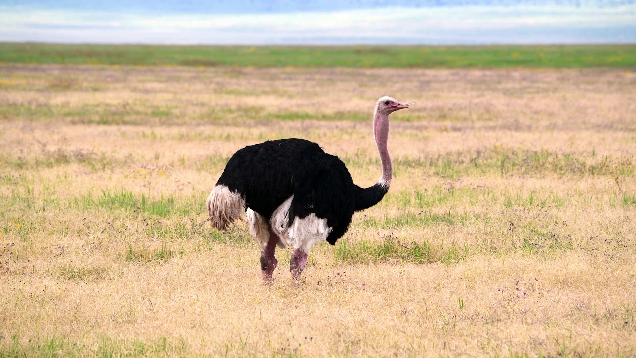 FREE STOCK FOOTAGE - Ostrich Eating [FREE USE] - YouTube