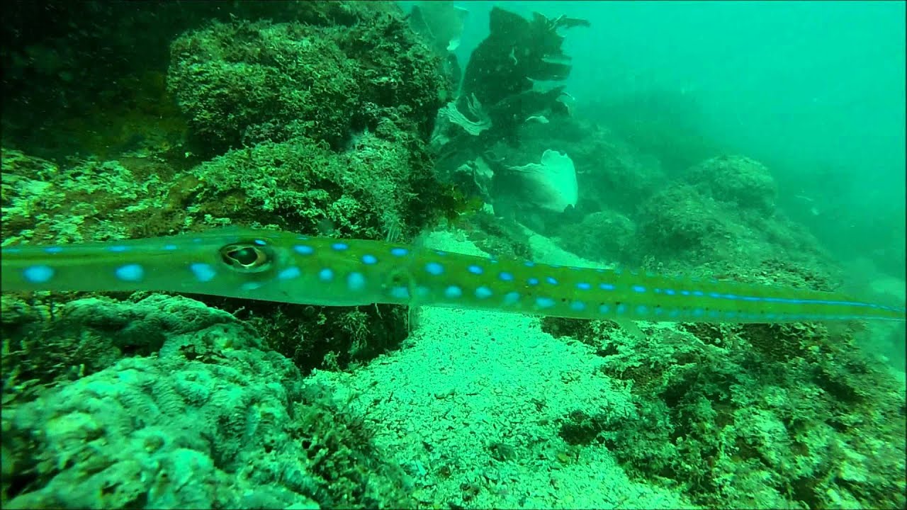 Peixe Trombeta bem de pertinho. - YouTube