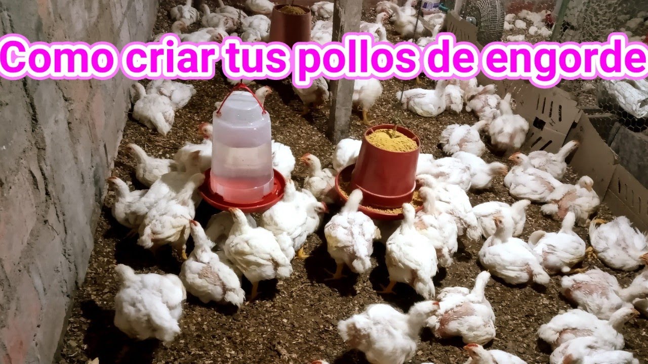 como cuidar tus pollos de engorde de manera fácil y eficiente - YouTube