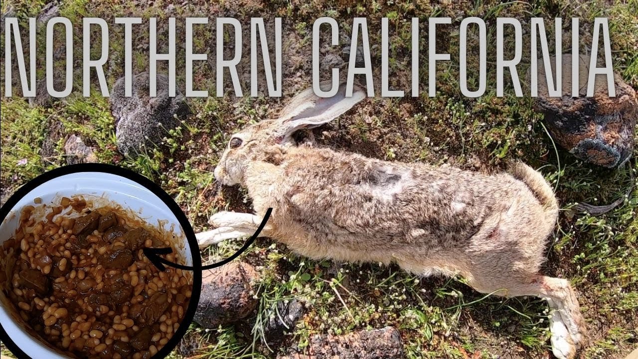 Northern California Jackrabbit Hunting on Public Land (BLM) Catch and ...