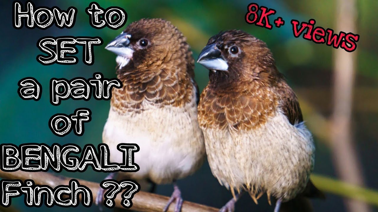 How to Set a Pair of Bengali Finch ? | Tanmay Birds & Pets | - YouTube