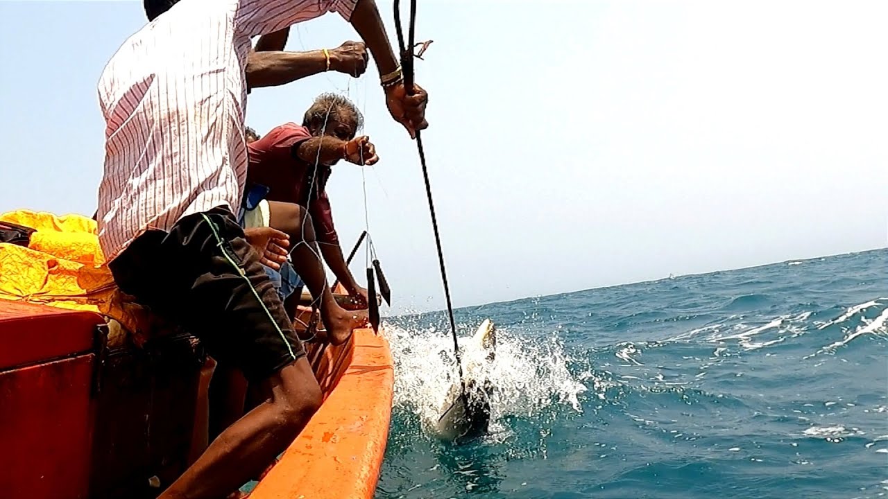 Catching Cobia Fish in the Sea - YouTube