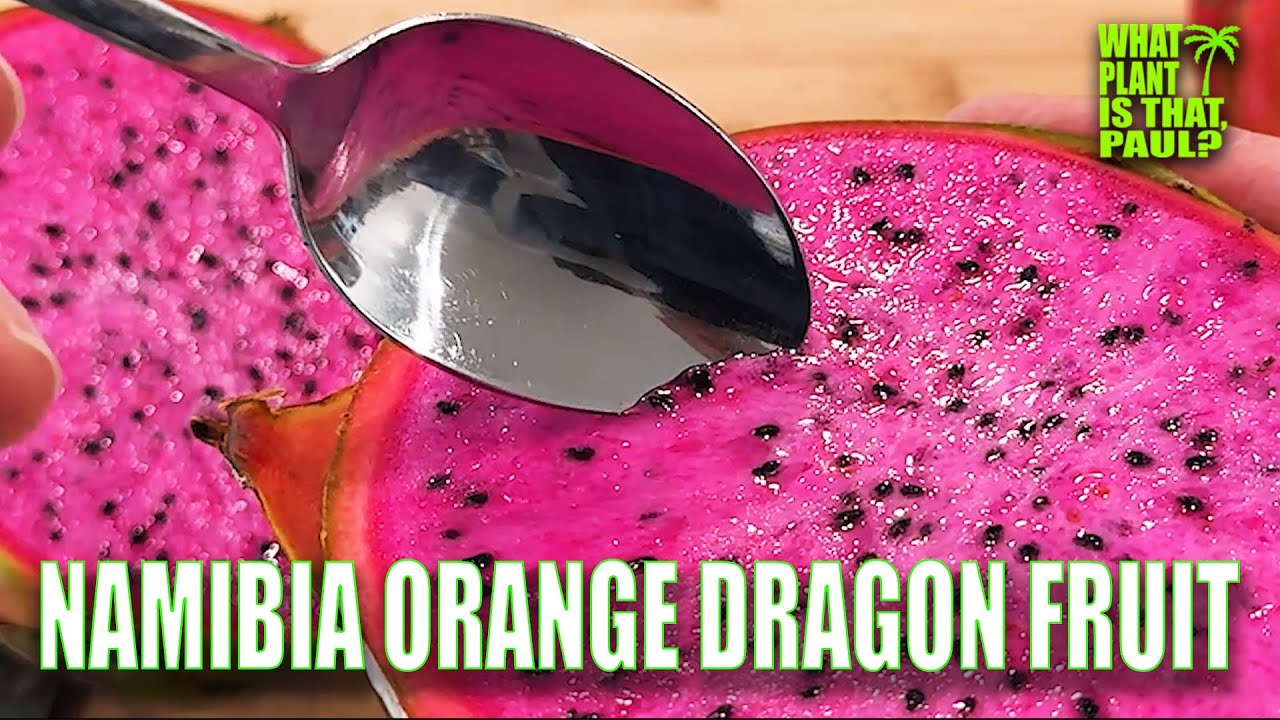 NAMIBIA ORANGE DRAGON FRUIT TASTE and REVIEW - YouTube