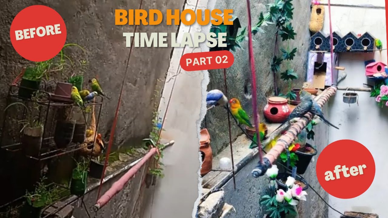 Time lapse of bird sanctuary | day 11 to 20 #birdasmr - YouTube