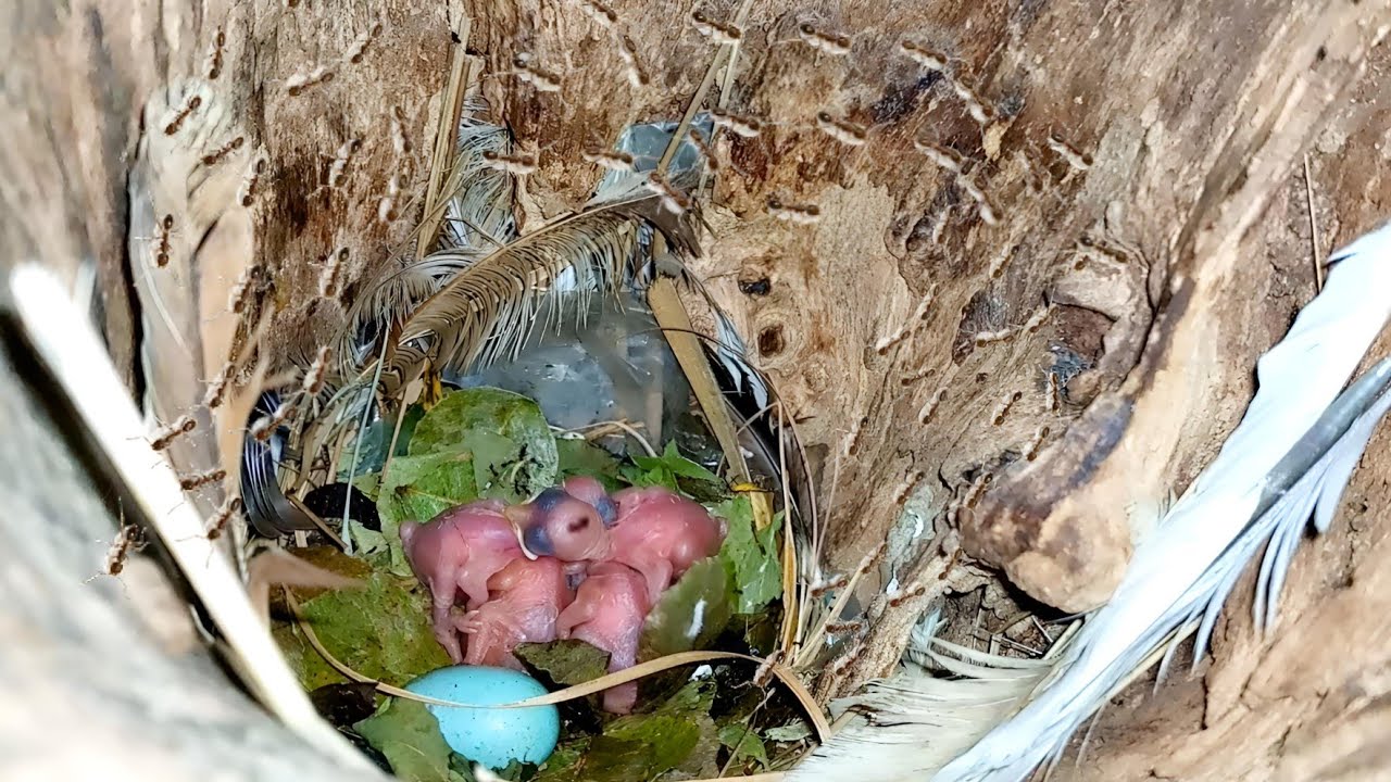 Ants Attack Newborn Myna Birds – Will They Survive? @beautyofnature4988 ...