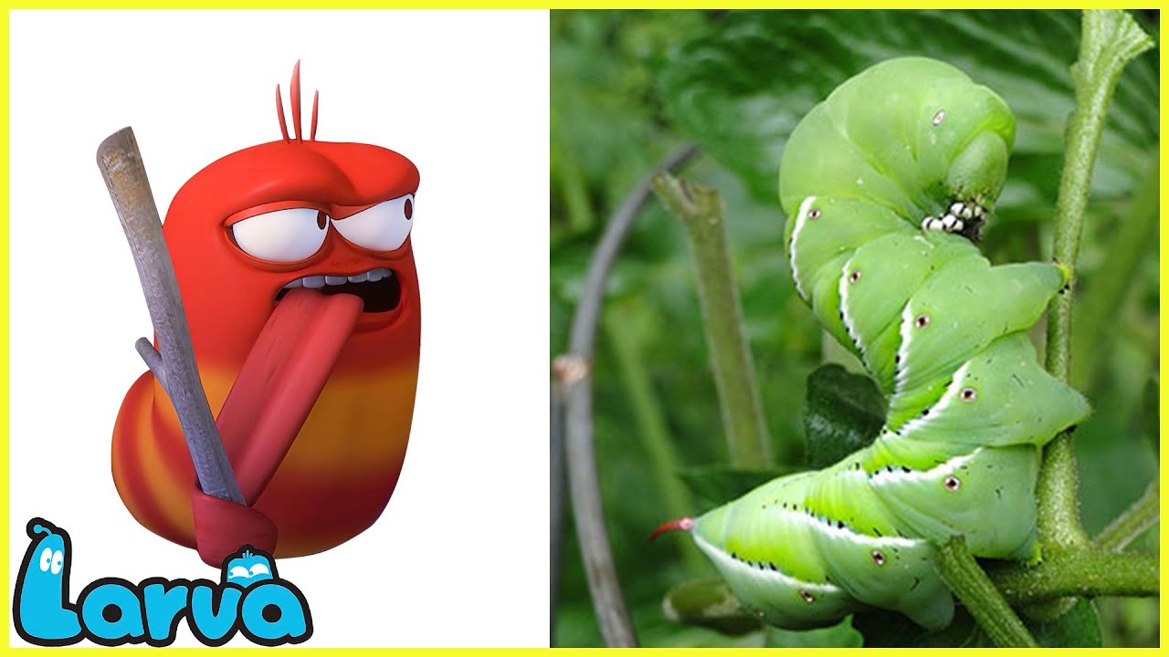 LARVA SEASON 5 🏝️🐛Larva and the stick🏝️🐛 ẤU TRÙNG TINH NGHỊCH🏝️🐛LARVA ...