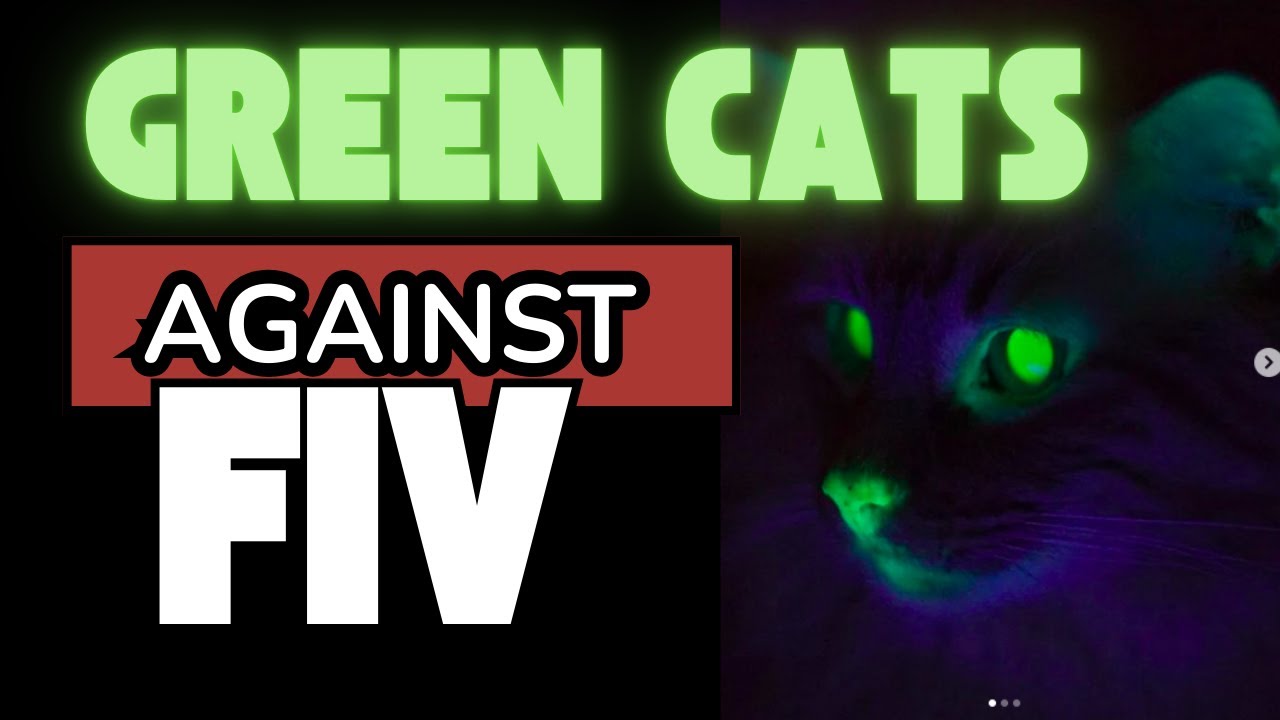 Meet the Green Glowing Cats that are the KEY to fight FIV! - YouTube