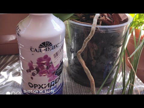 Orxideya bitkisinə necə gübrə verə bilərik?