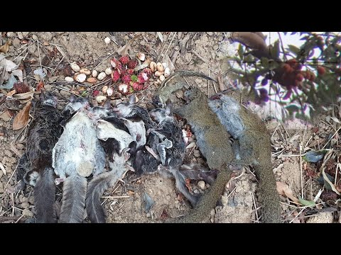 Hunting yos hav zoov Tua nas noj txiv - YouTube