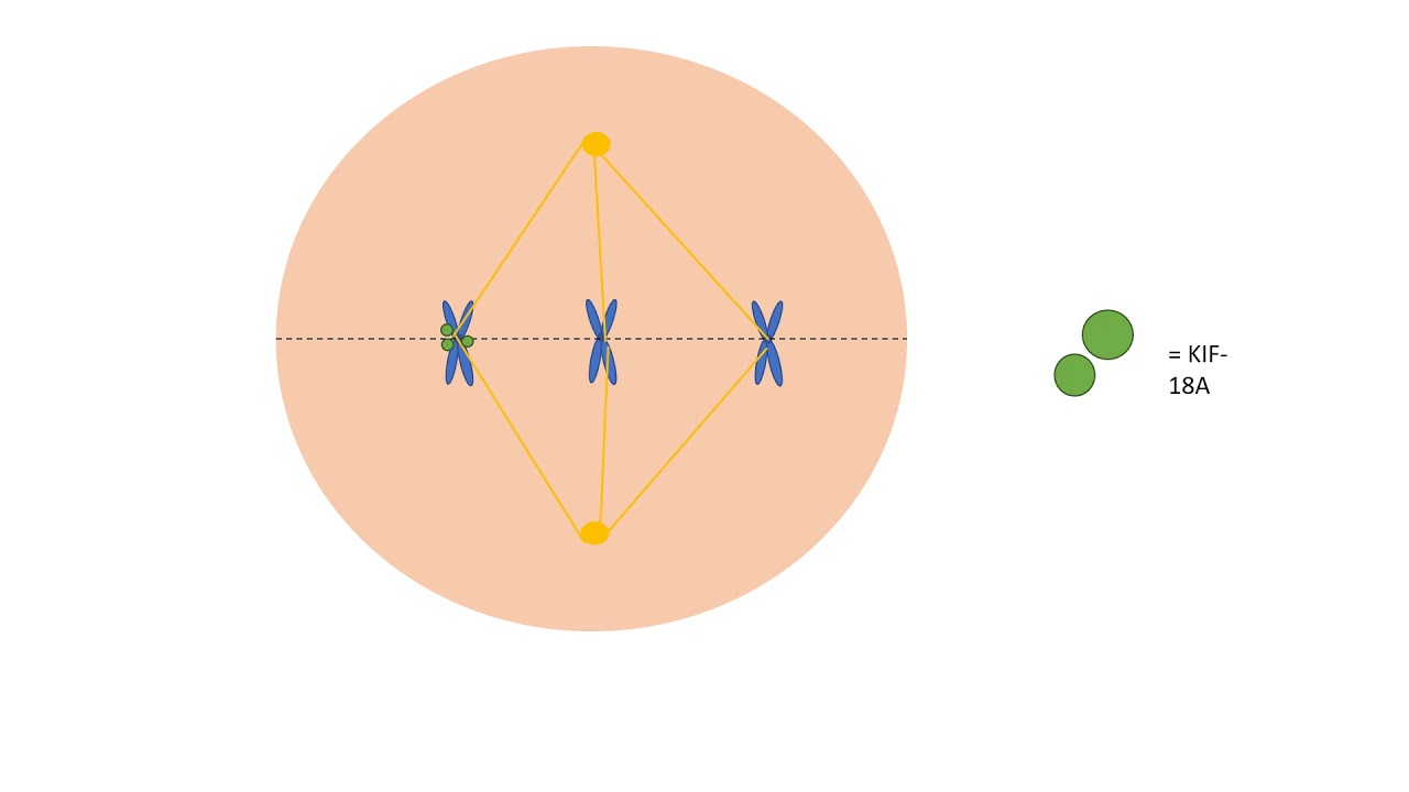 Phoebe Cook - CBMS337 Video Abstract - YouTube