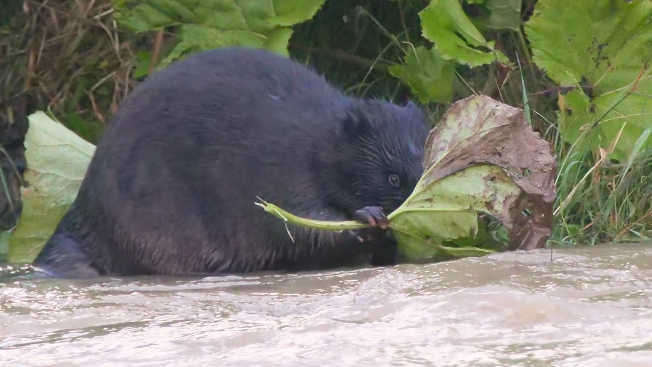 Beaver - Close Up Wildlife Video - YouTube