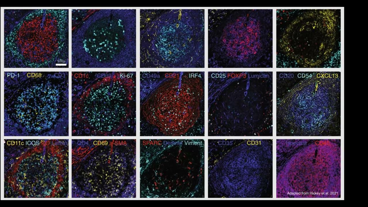Introduction to the steinbock toolkit for multiplexed tissue image processing - YouTube