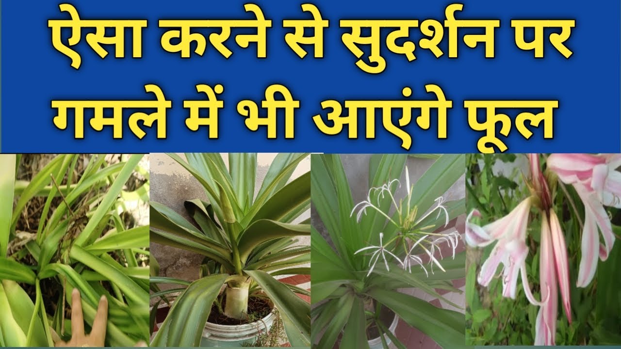Sudarshan Plant पर फूल नहीं आ रहे तो क्या करे // Sudarshan Plant Care ...